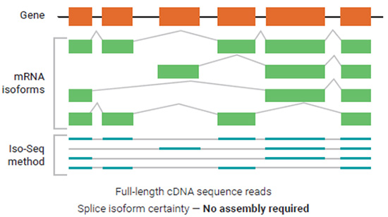 Iso-Seq - 威健股份有限公司
